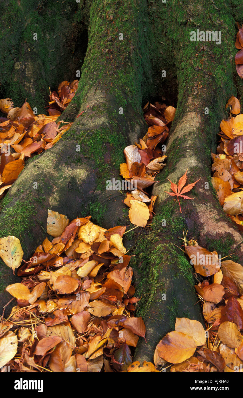 Autumnal Tree Roots England UK Stock Photo - Alamy