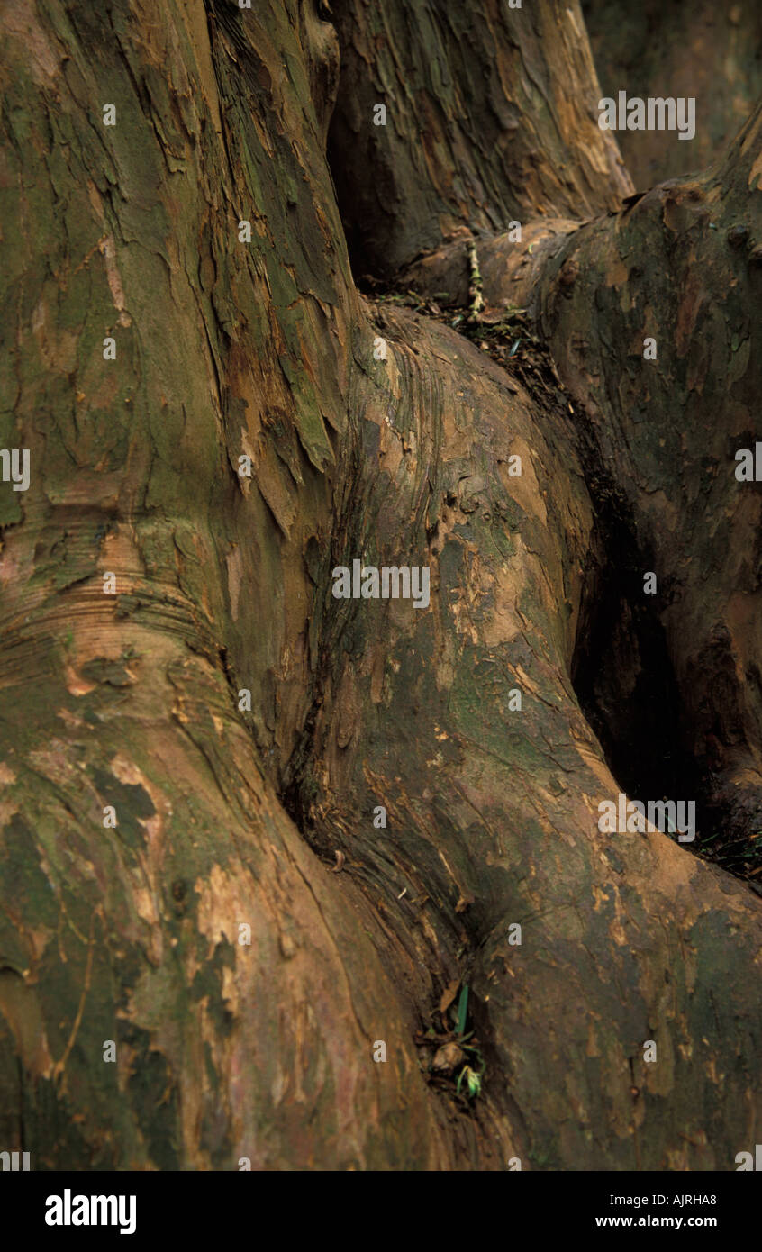 Bark common yew tree taxus hi-res stock photography and images - Alamy