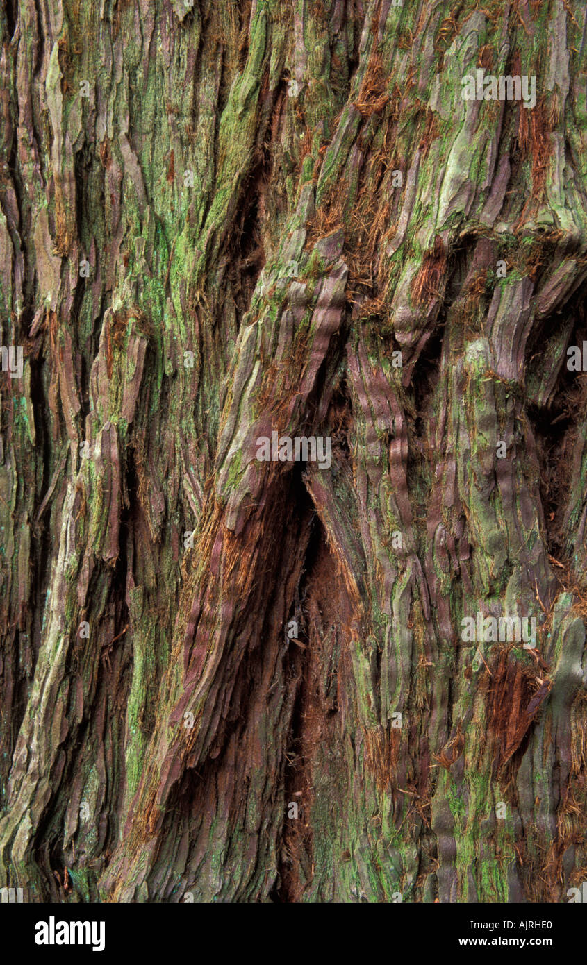 Bark detail coast redwood tree hi-res stock photography and images - Alamy