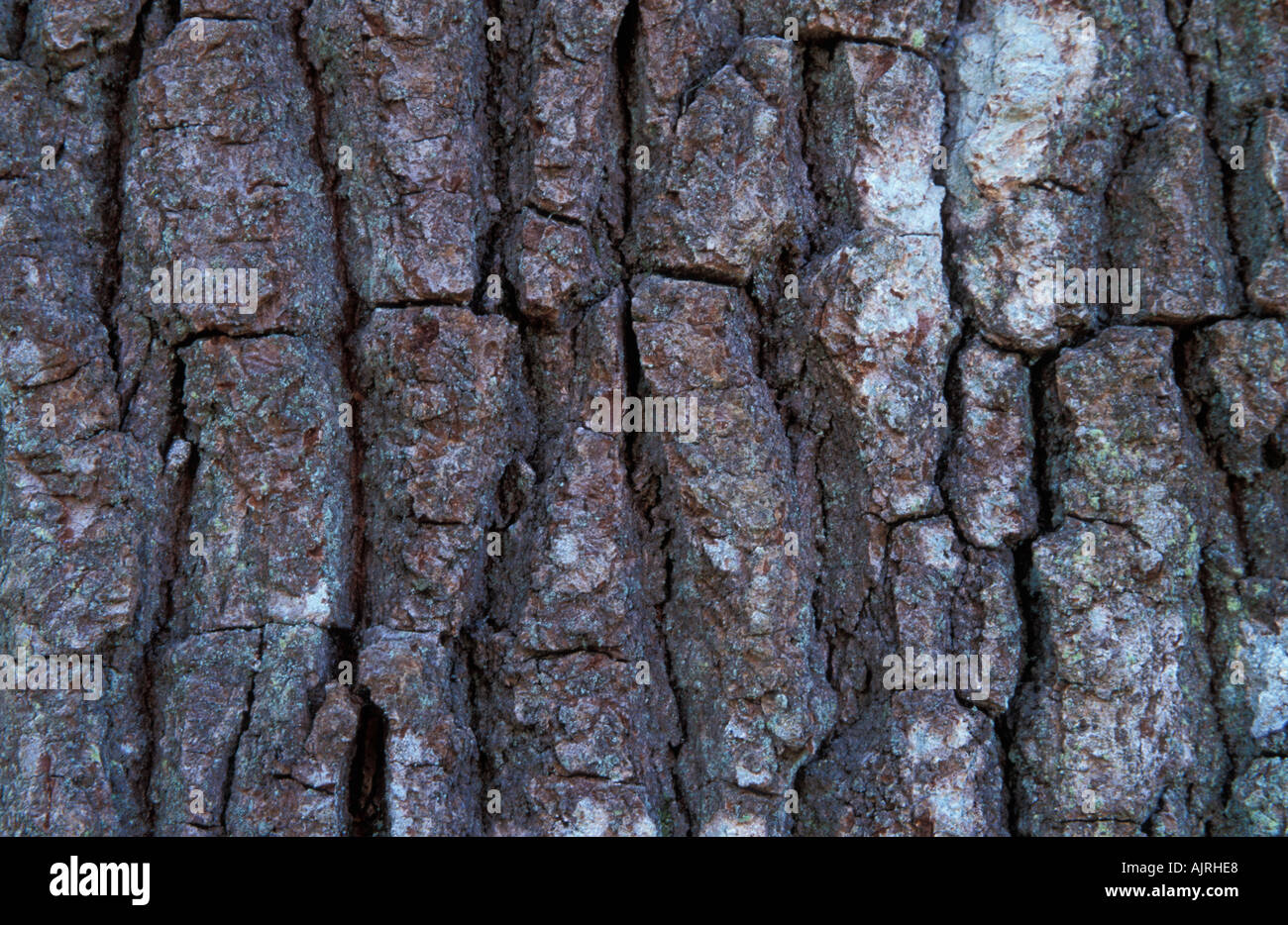 Common Oak Bark England UK Stock Photo - Alamy