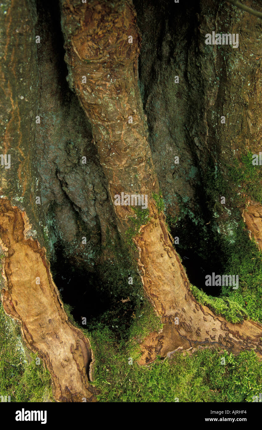 Bark common hornbeam carpinus betulus hi-res stock photography and ...