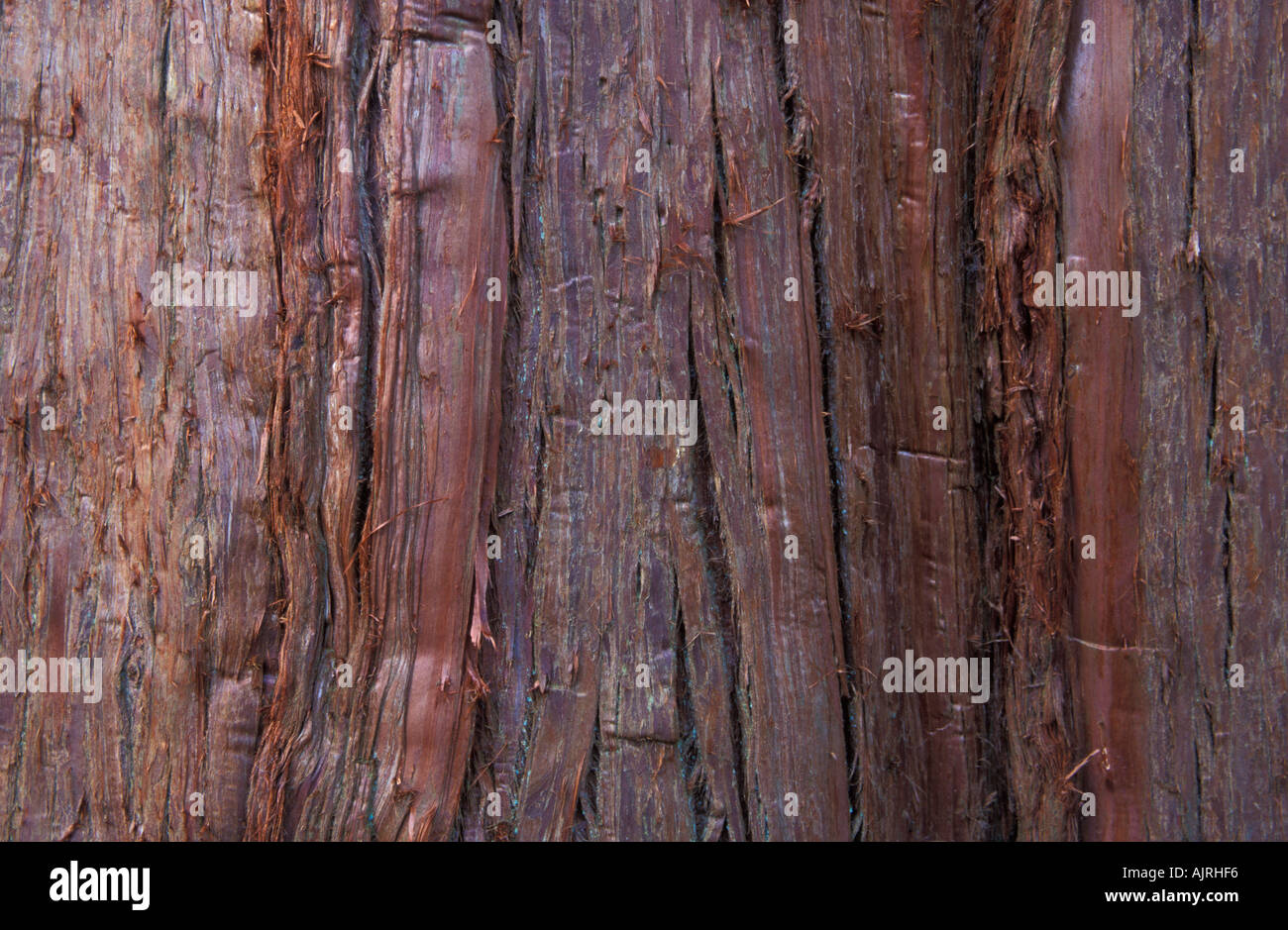 Japanese Cedar Tree Stock Photo - Alamy