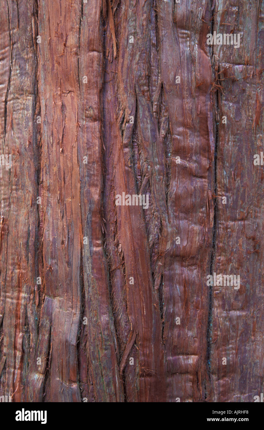 Japanese Cedar Tree Stock Photo - Alamy