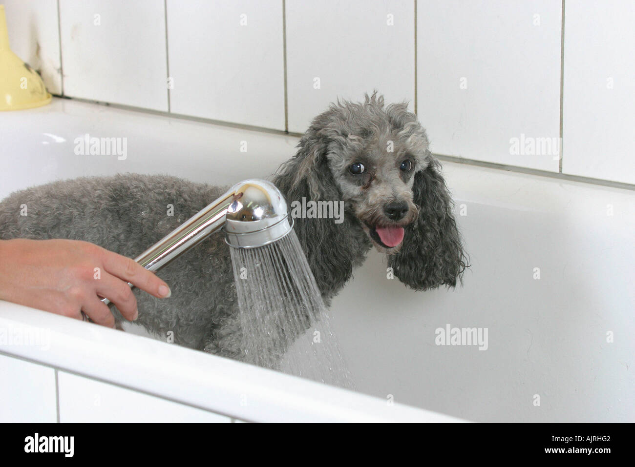 Toy Poodle silver being showered bathtub Stock Photo - Alamy