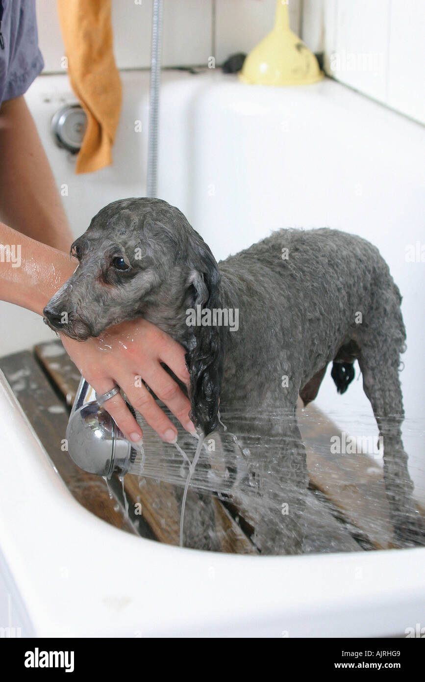 Toy Poodle silver being showered bathtub Stock Photo - Alamy
