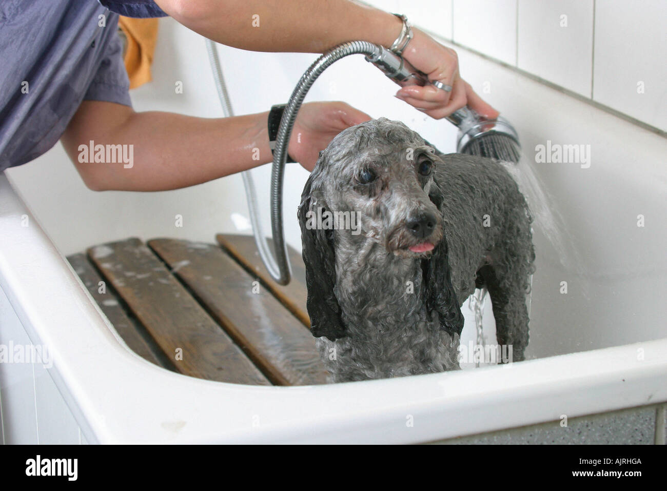 Toy Poodle silver being showered bathtub Stock Photo - Alamy