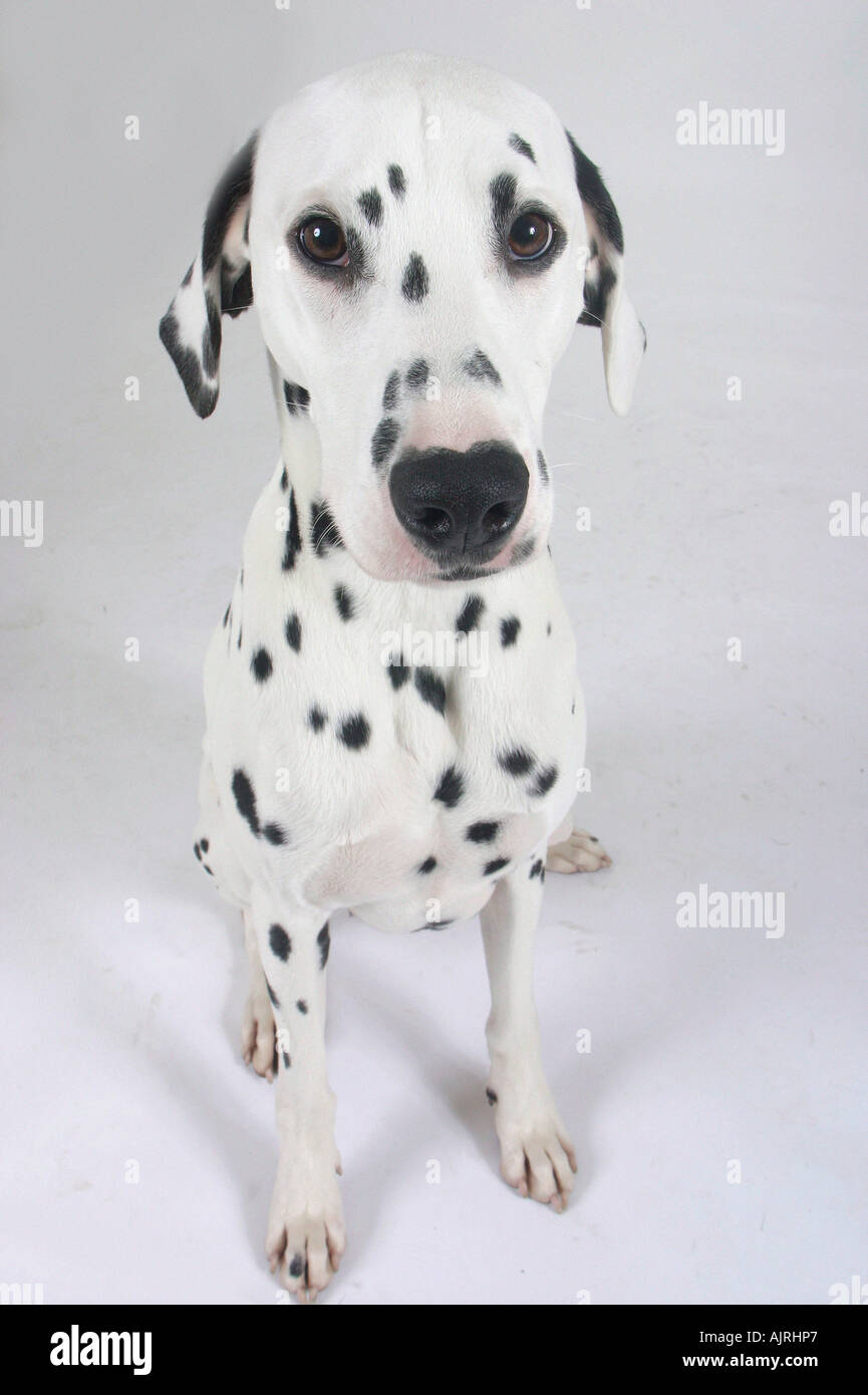 Dalmatian dog eye hi-res stock photography and images - Alamy