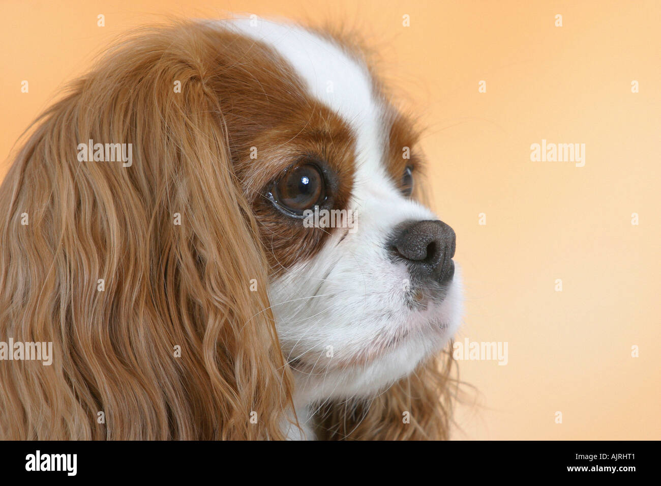 Cavalier King Charles Spaniel Blenheim Stock Photo - Alamy