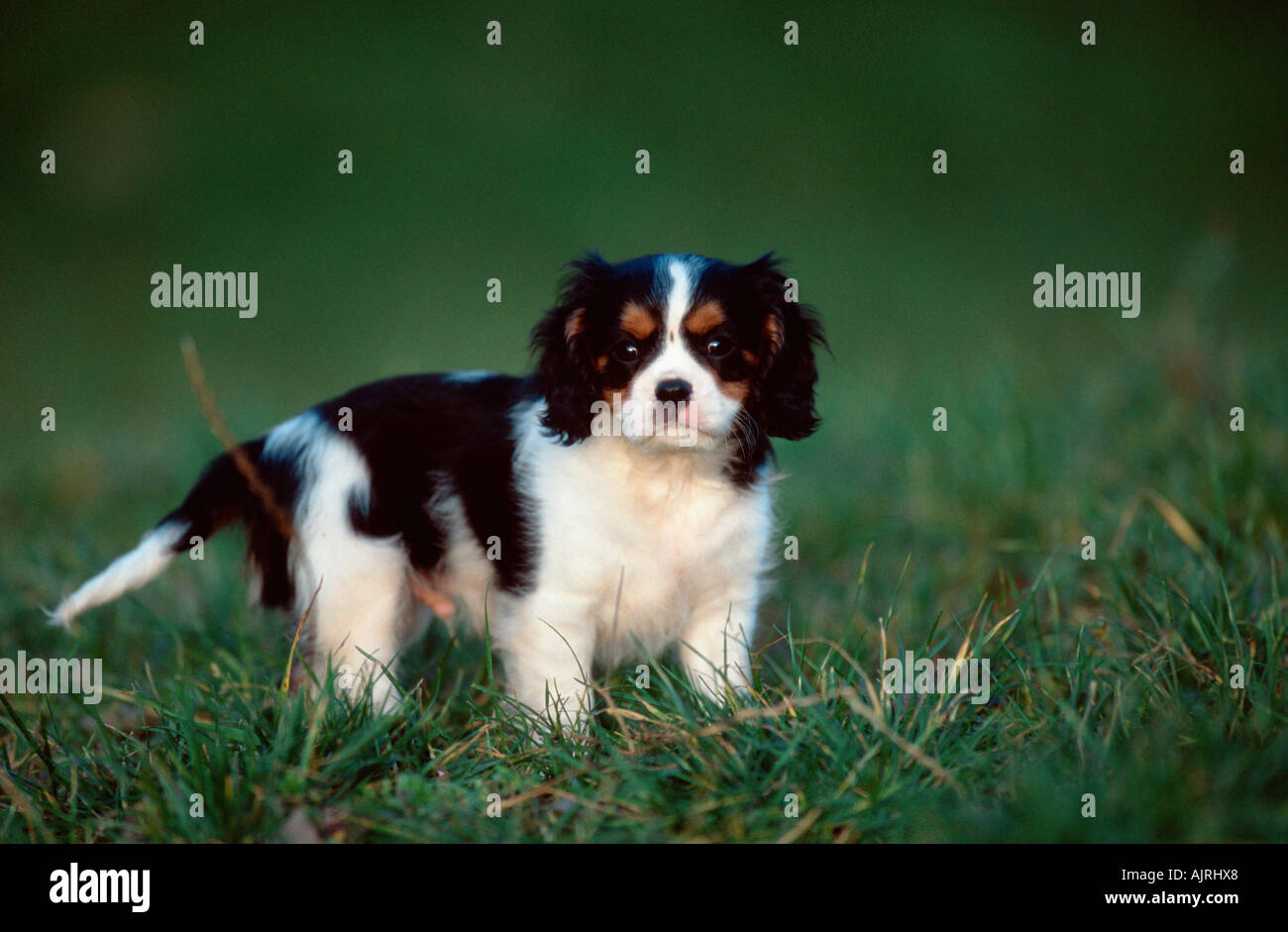 Cavalier King Charles Spaniel puppy tricolor Stock Photo - Alamy