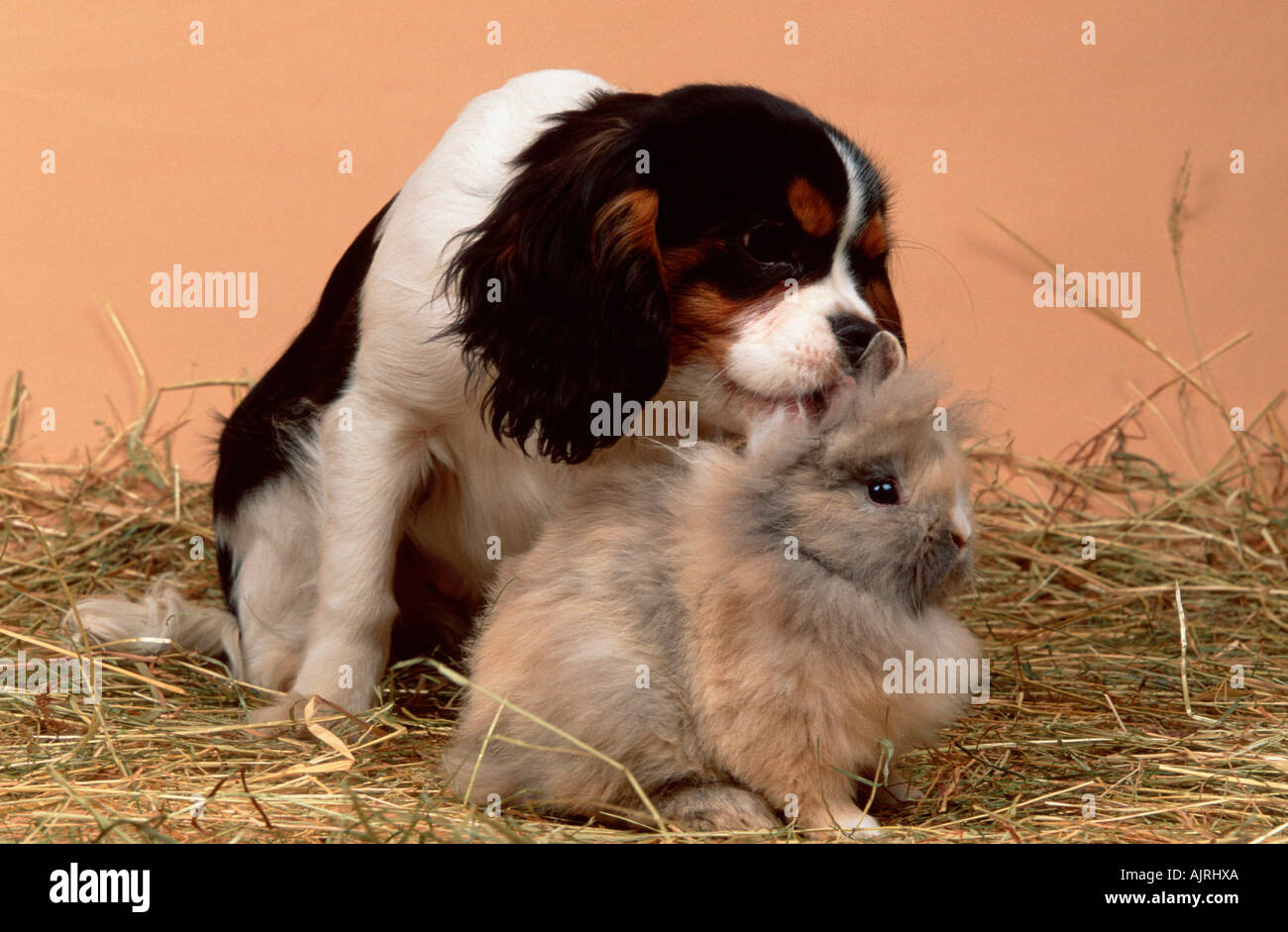 King rabbit hi-res stock photography and images - Alamy
