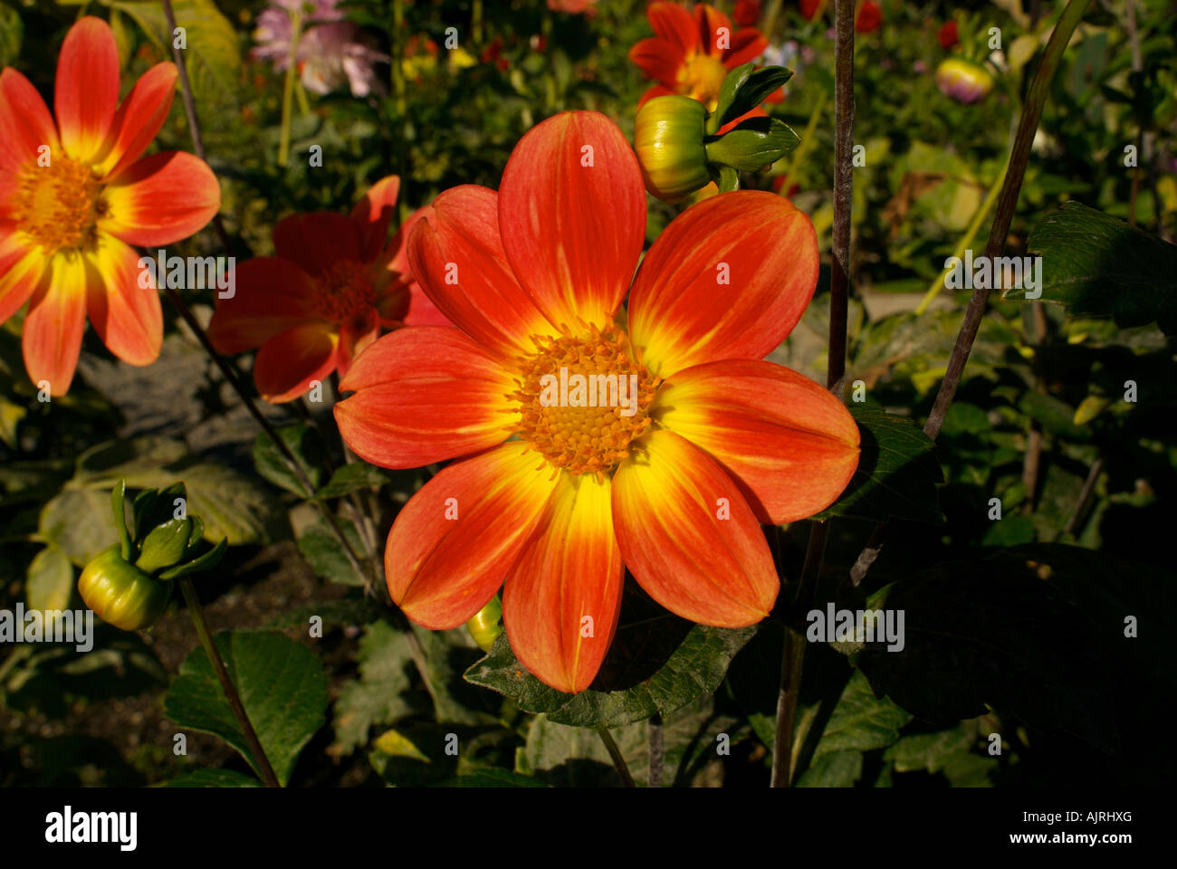 Decorative Dahlia flower at the Dahlia Trial Garden at Point Defiance ...