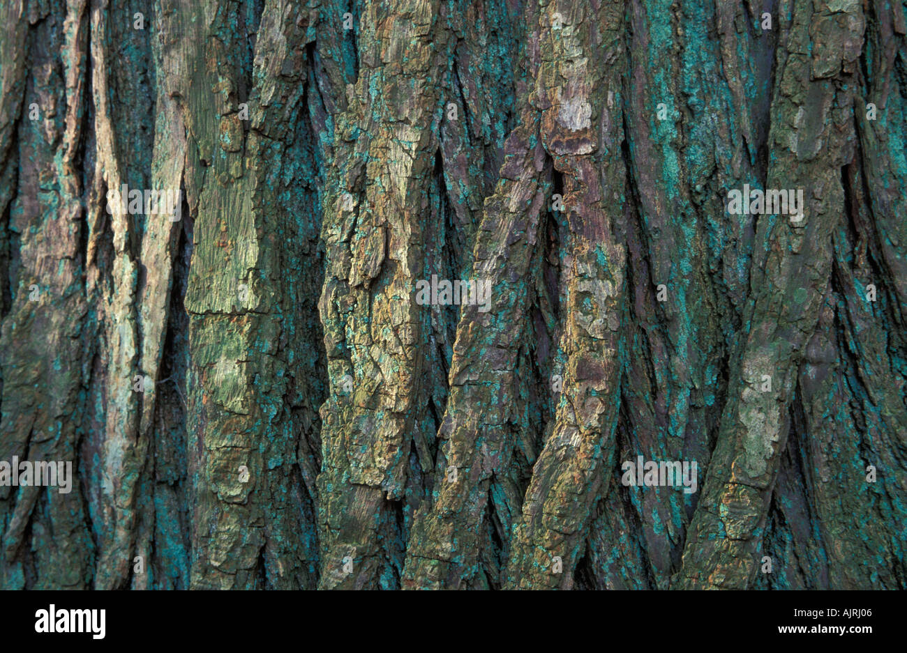 Close up sweet chestnut tree bark hi-res stock photography and images ...