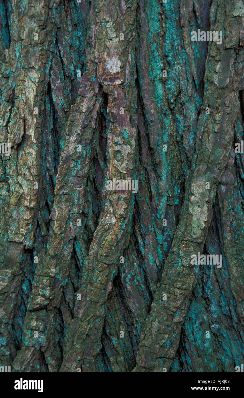 Close up sweet chestnut tree bark hi-res stock photography and images ...