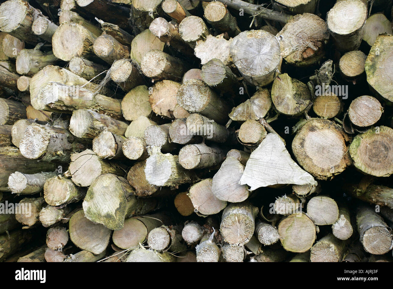 Felled tree hi-res stock photography and images - Alamy