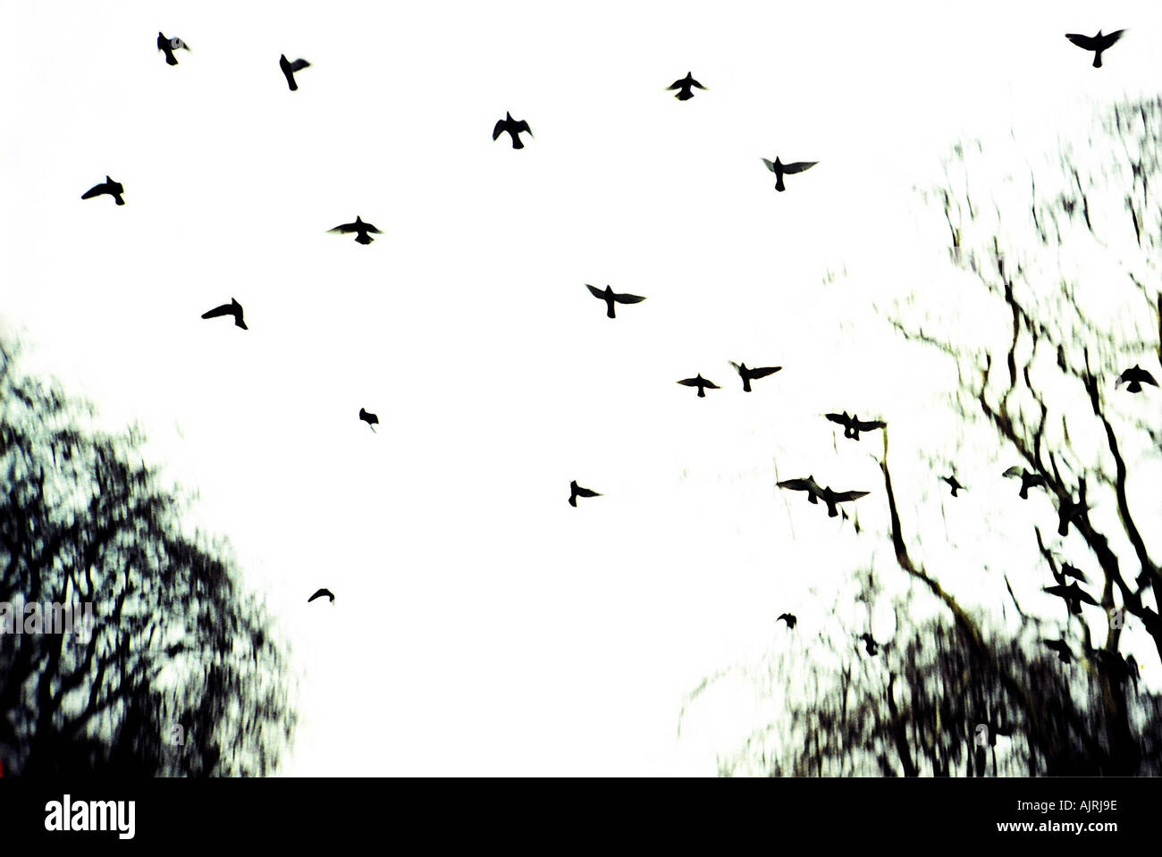 Birds winter pigeons birds hi-res stock photography and images - Alamy