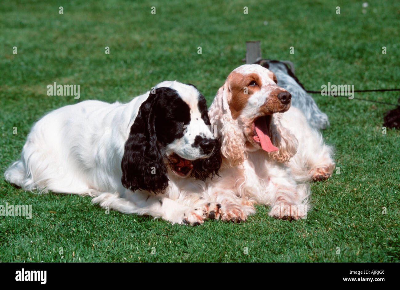English Cocker Spaniel pair Stock Photo - Alamy