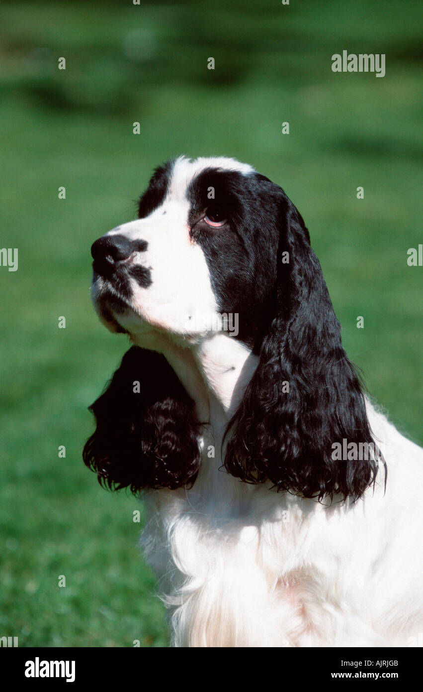 English Cocker Spaniel Stock Photo - Alamy