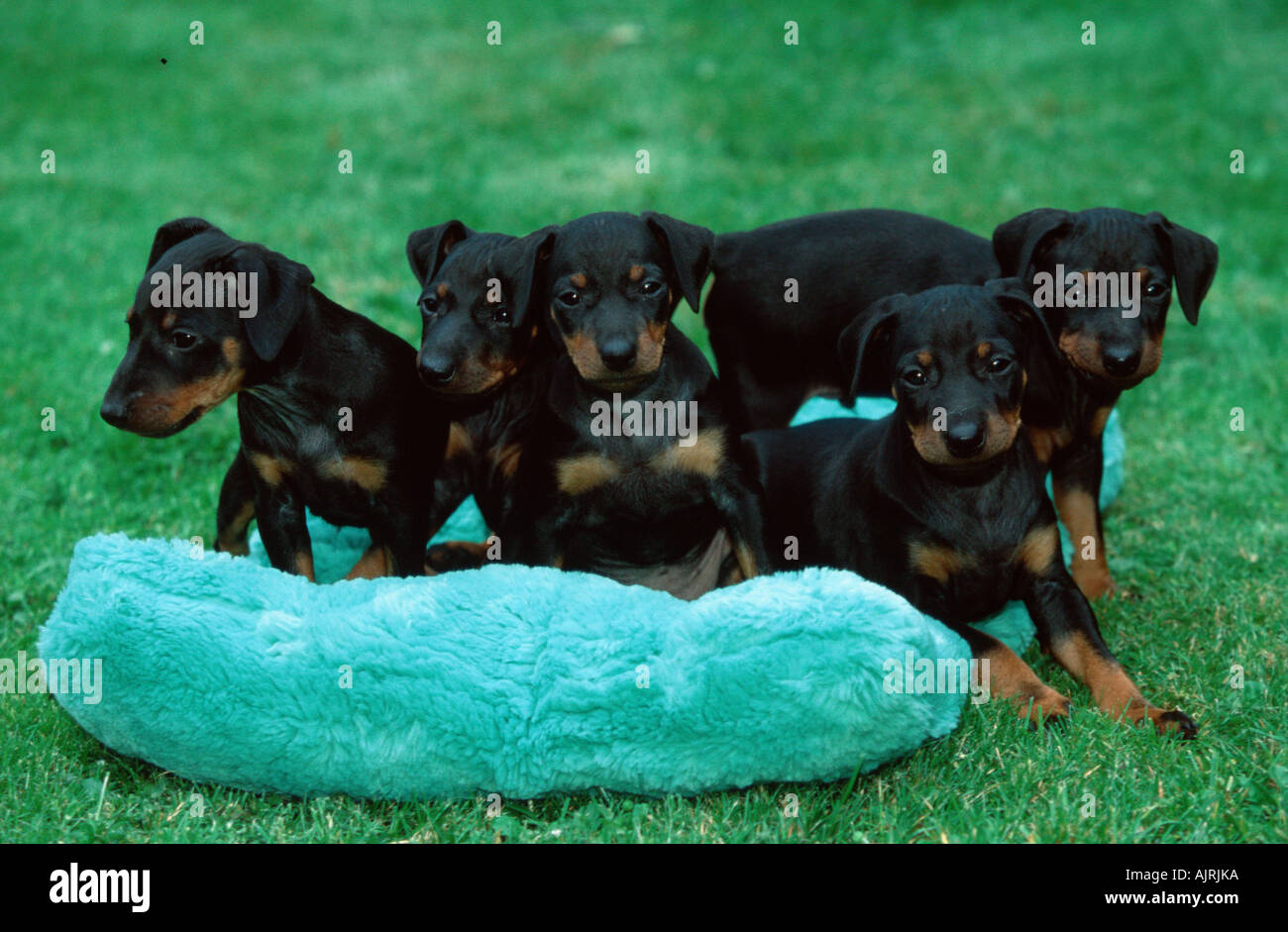 Manchester terrier puppies hi-res stock photography and images - Alamy