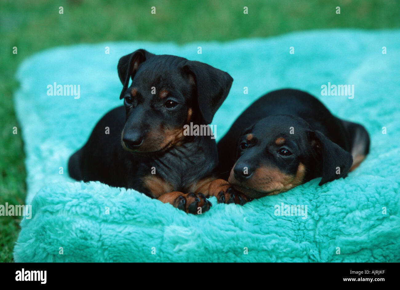 Manchester terrier puppies hi-res stock photography and images - Alamy