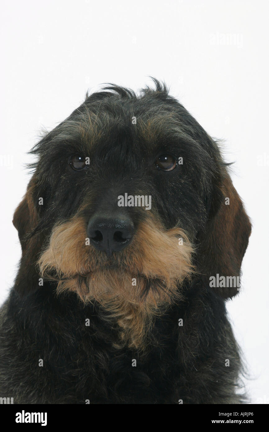 Wirehaired Dachshund Rauhaardackel Dackel Teckel Stock Photo - Alamy