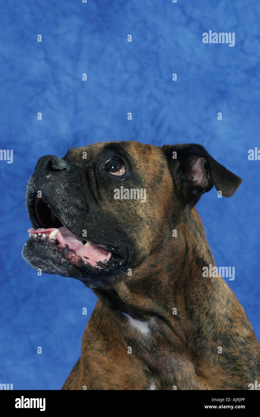 German Boxer Deutscher Boxer Stock Photo - Alamy