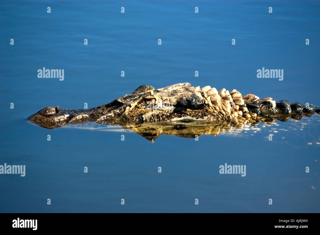 Black caiman Melanosuchus niger lurks in the water Mamiraua sustainable ...