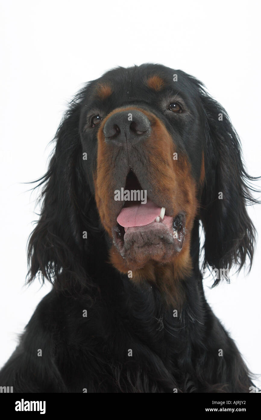 Gordon setter dog hi-res stock photography and images - Alamy