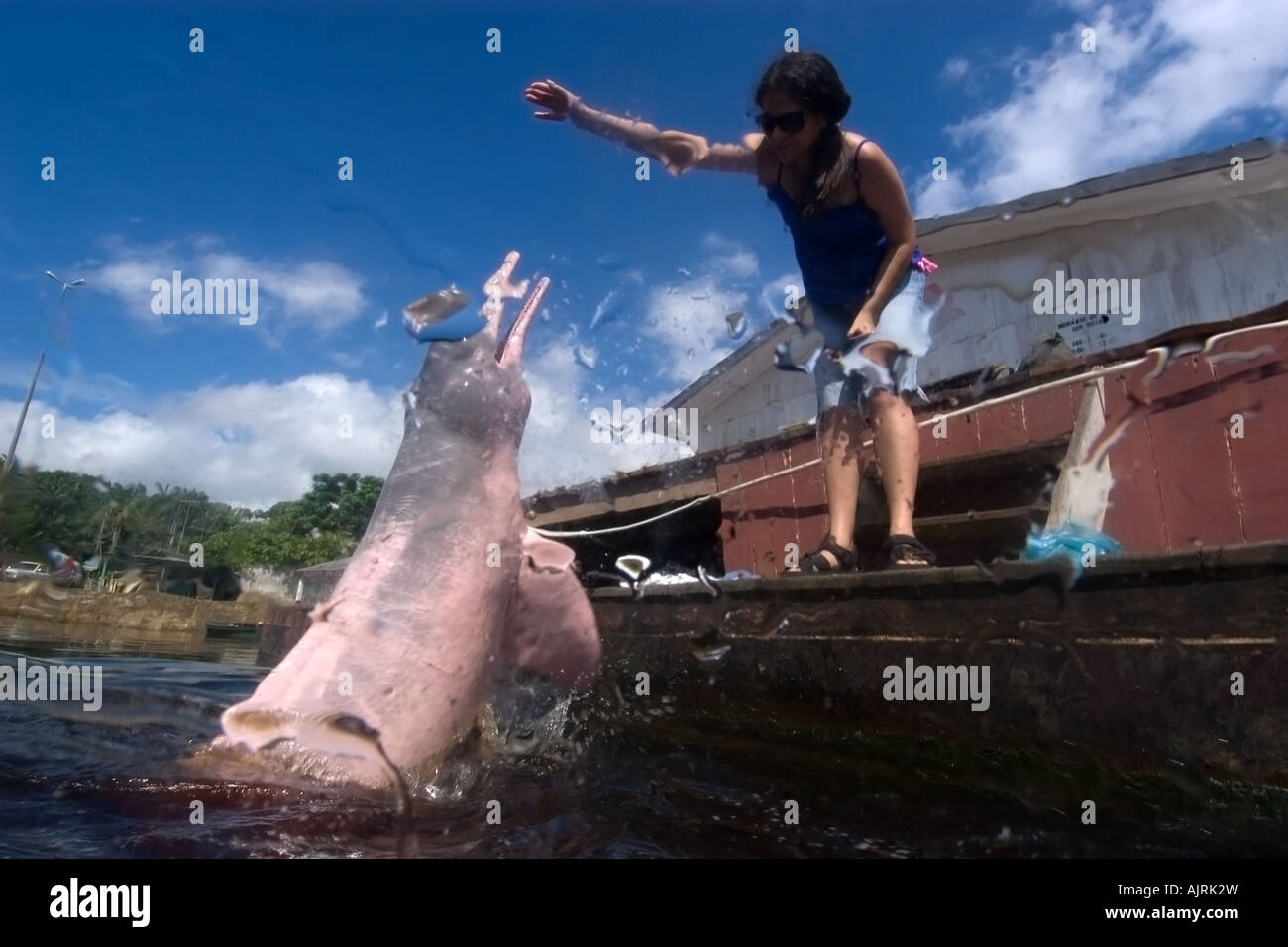 Boto inia geoffrensis hi-res stock photography and images - Alamy