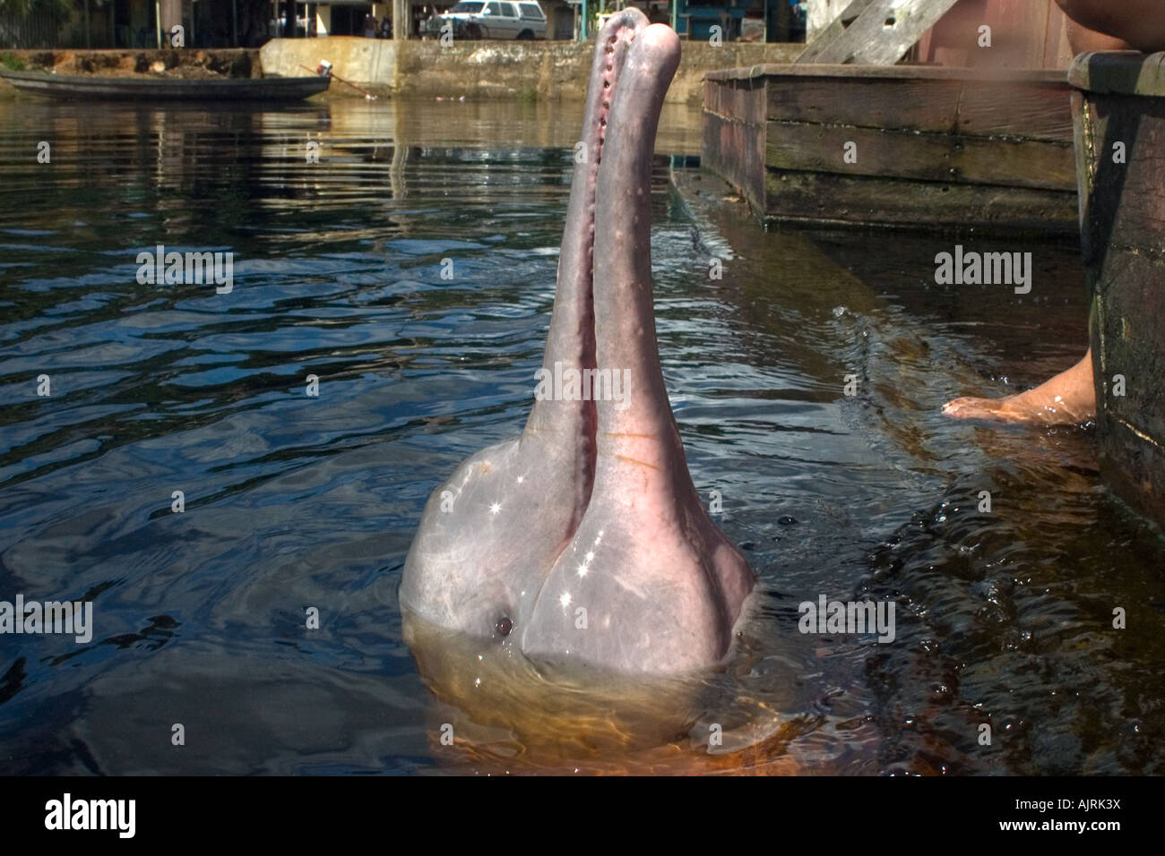 Pink river dolphin or boto Inia geoffrensis Negro River Amazonas Brazil ...