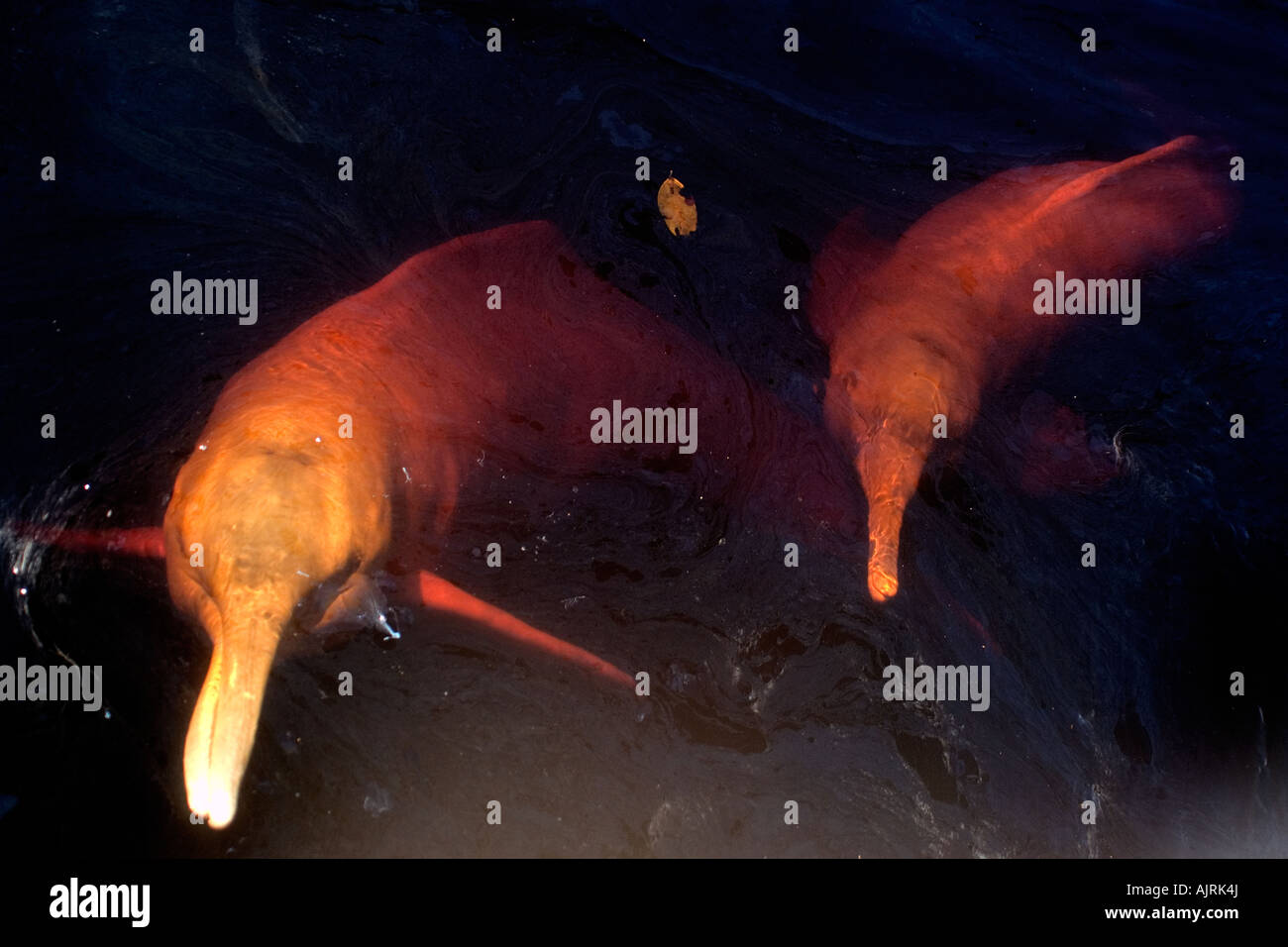 Amazon river dolphins hi-res stock photography and images - Alamy