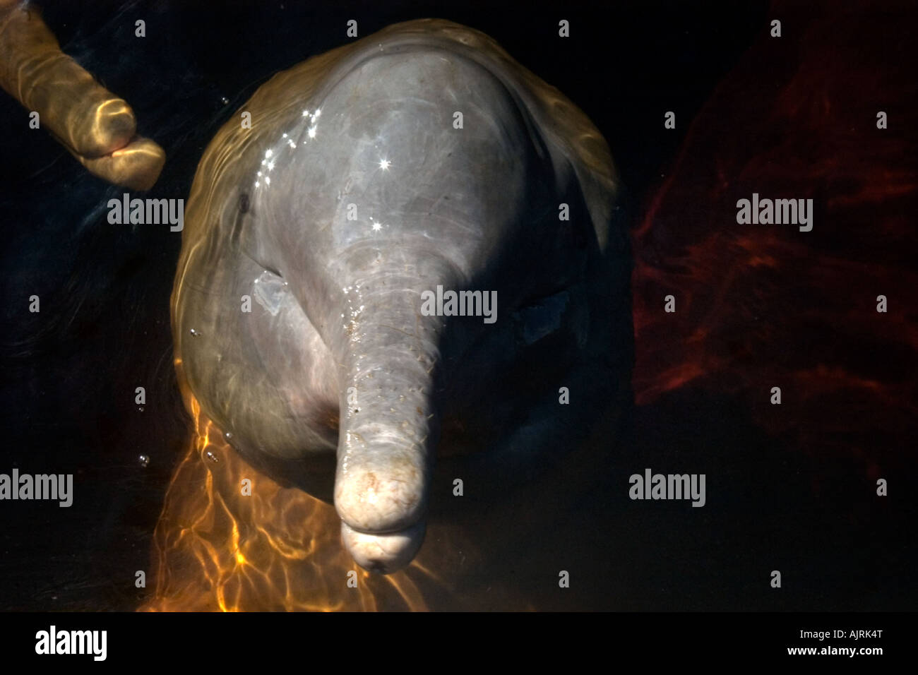 Boto Cor De Rosa High Resolution Stock Photography and Images - Alamy