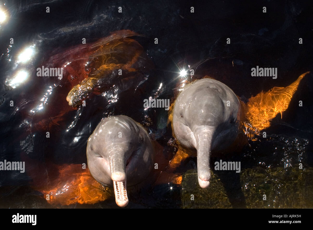 Pink river dolphin or boto Inia geoffrensis Negro River Amazonas Brazil ...