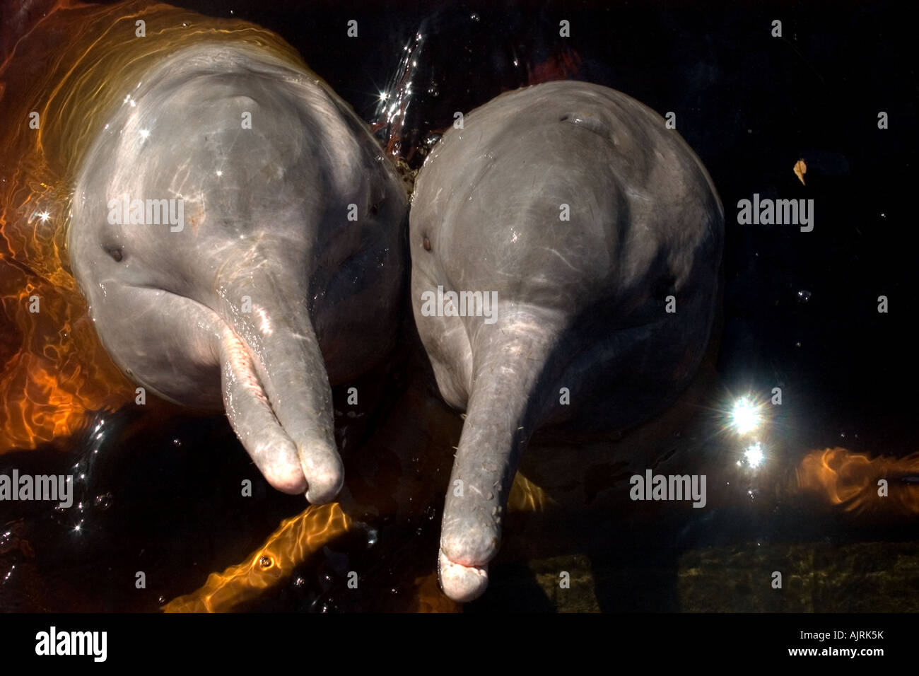 Pink river dolphins amazon hi-res stock photography and images - Alamy