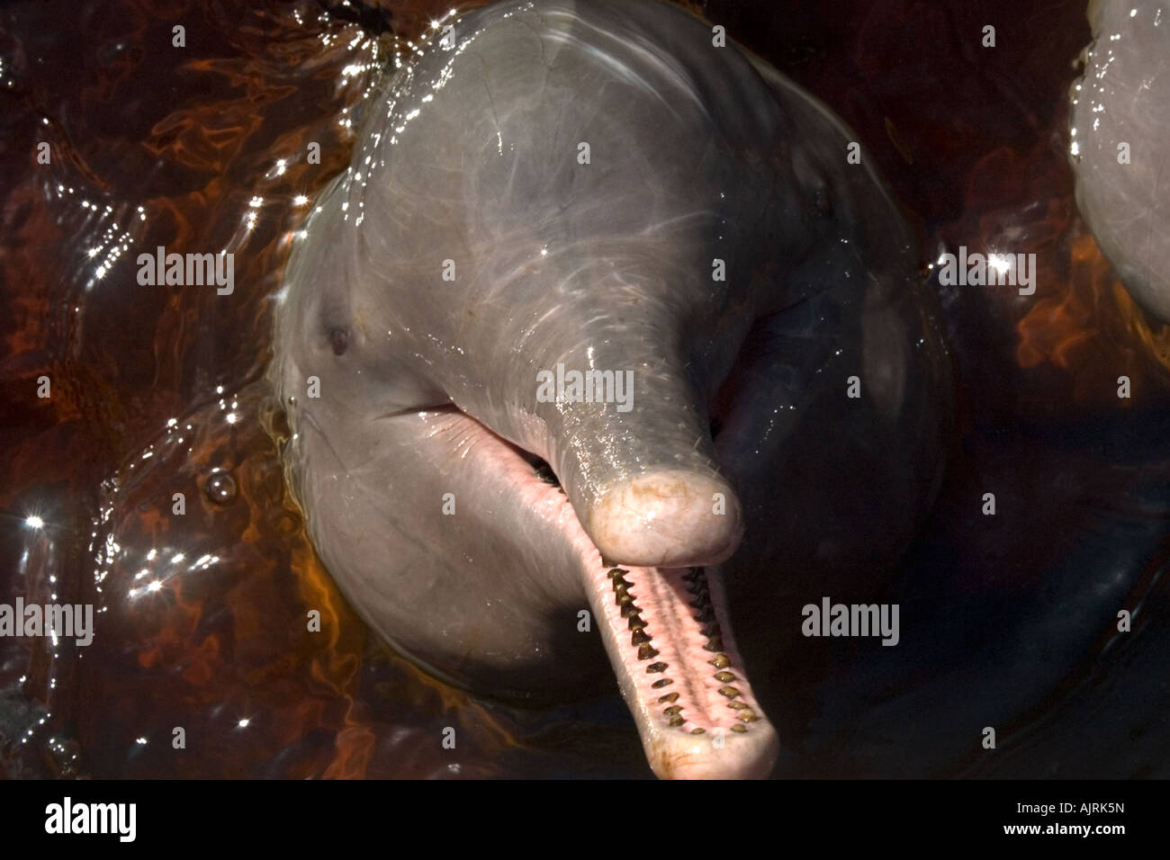 Pink river dolphin or boto Inia geoffrensis Negro River Amazonas Brazil ...