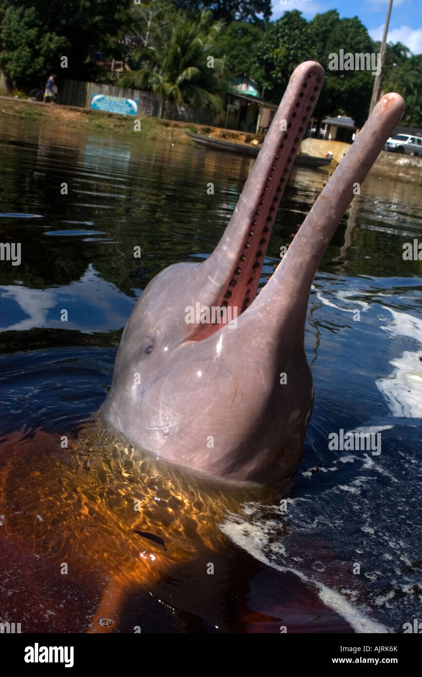 Pink river dolphin or boto Inia geoffrensis Negro River Amazonas Brazil ...