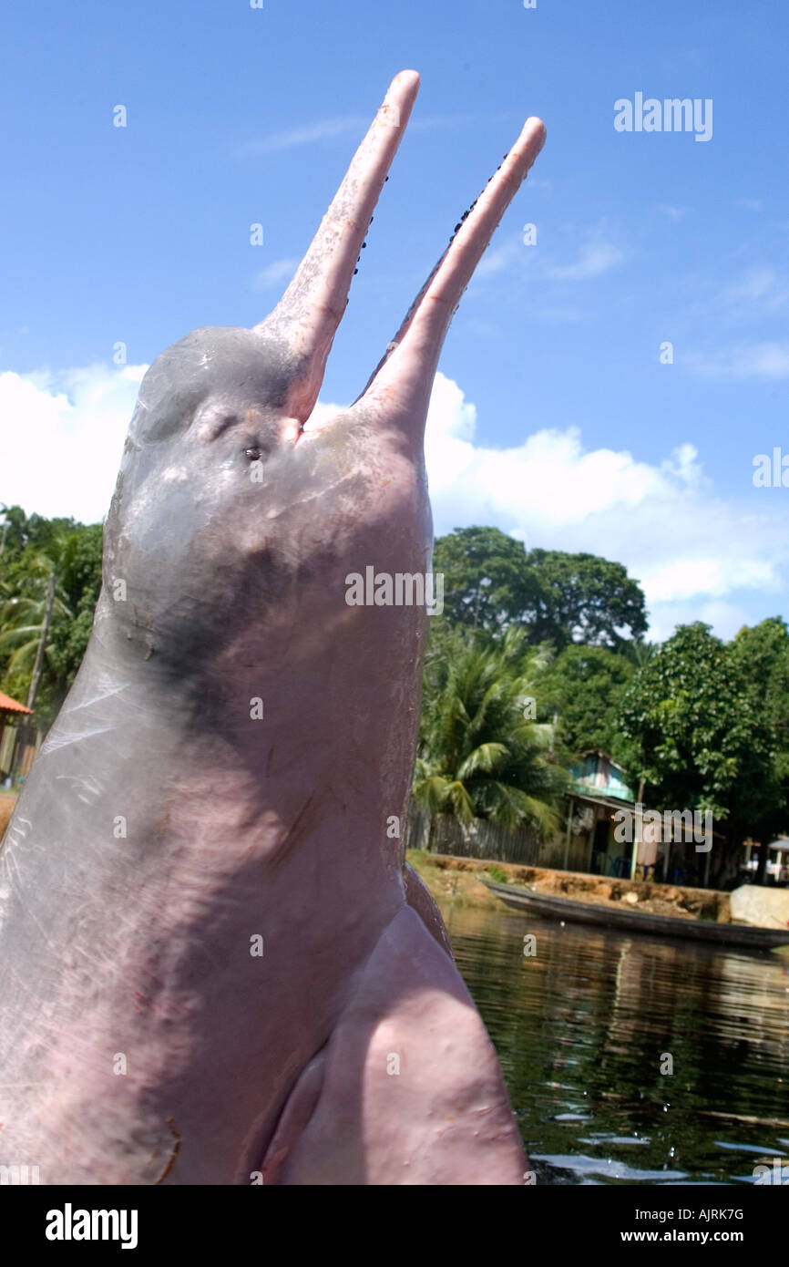 Pink river dolphin or boto Inia geoffrensis leaps into the air Negro ...
