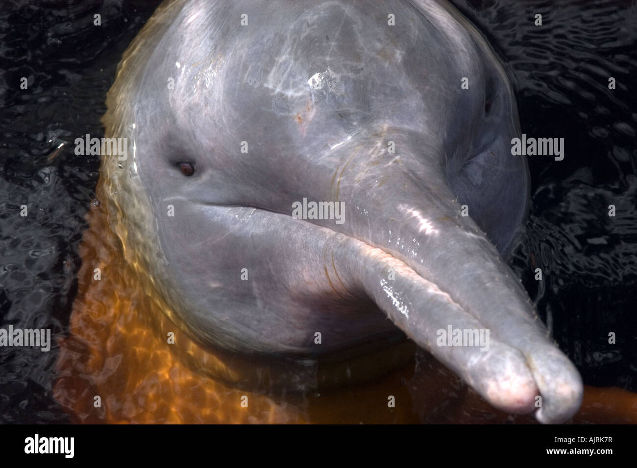 Pink river dolphin or boto Inia geoffrensis deformed beak detail Negro ...