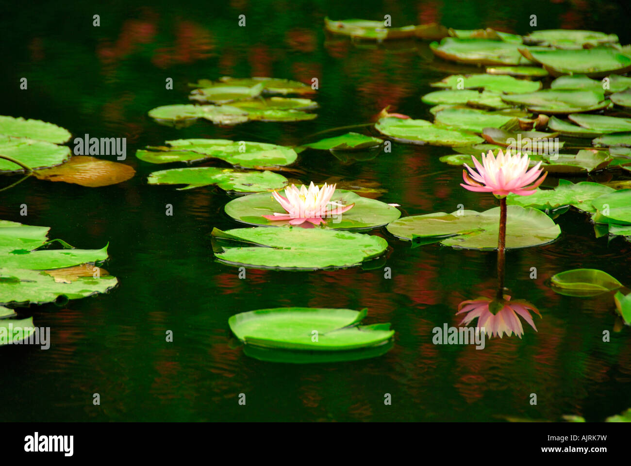 Lilly pad flowers Stock Photo - Alamy