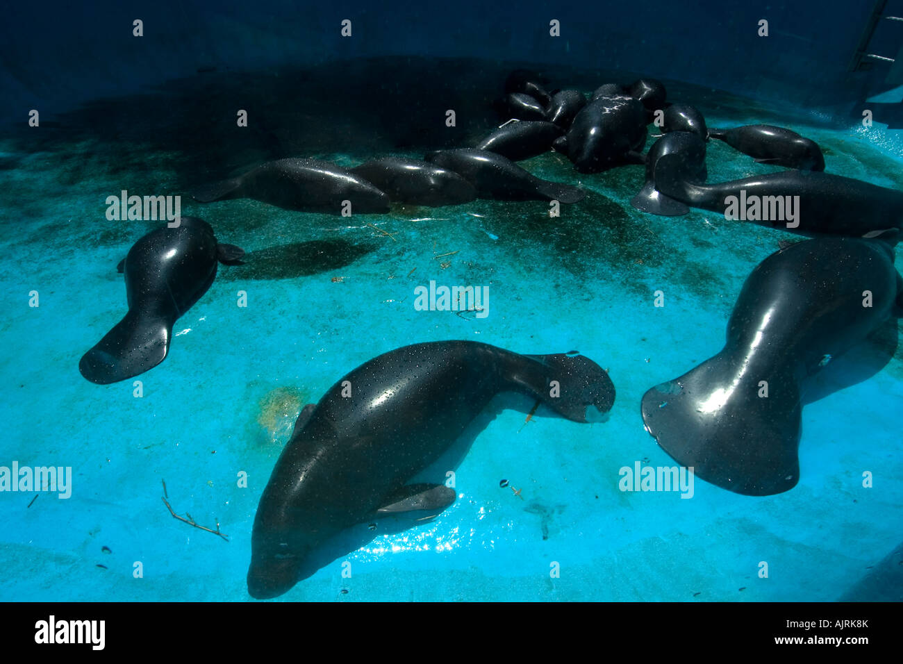 Endangered Amazon manatees Trichechus inunguis waiting for fresh water ...