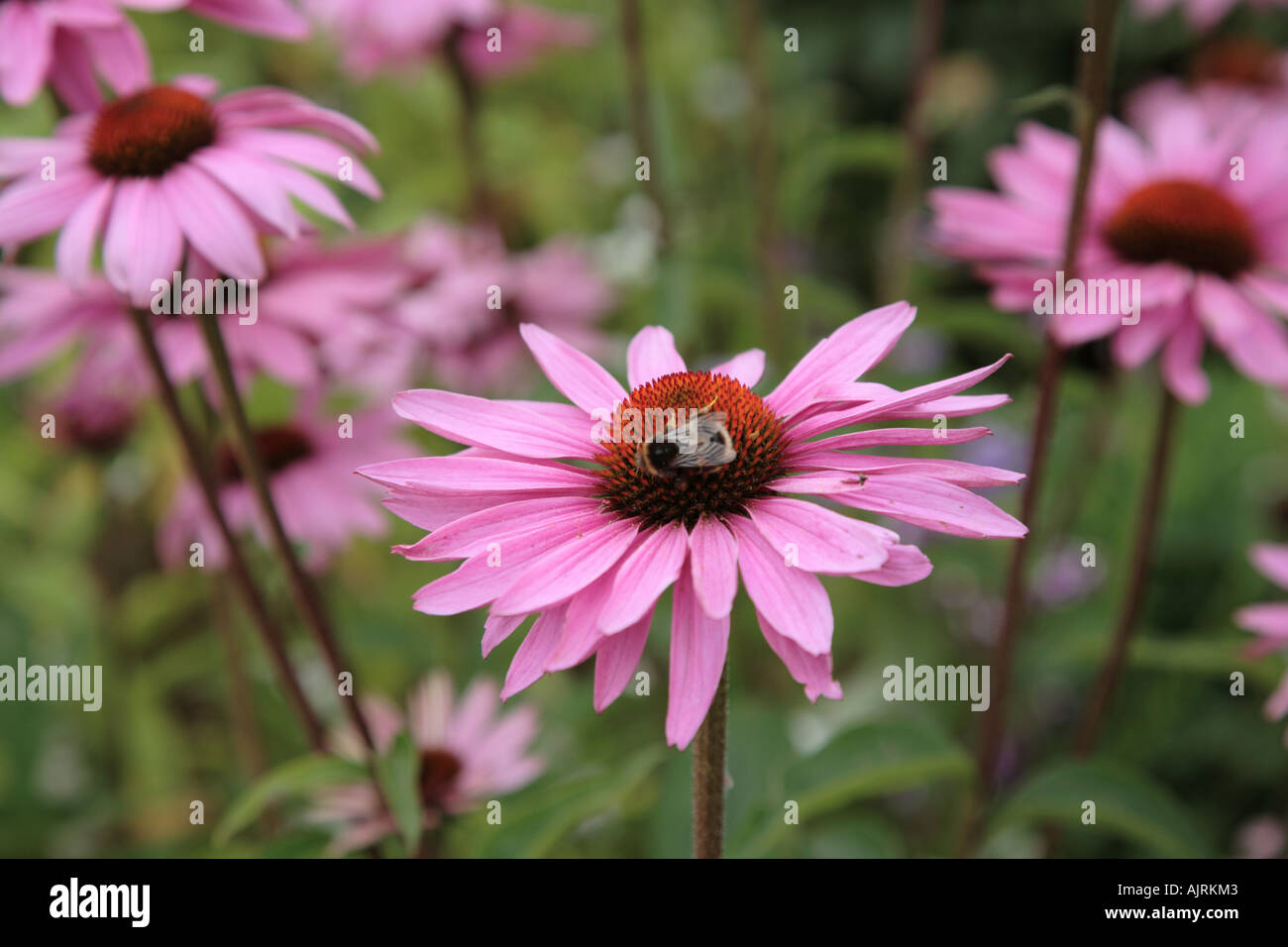 Bee pollinating flower uk hi-res stock photography and images - Alamy