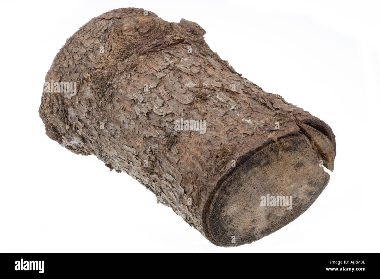 Wood tree log pine Stock Photo - Alamy