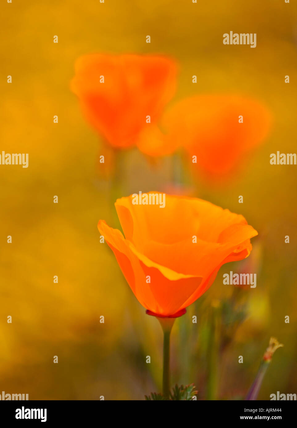 Golden poppy reserve hi-res stock photography and images - Alamy