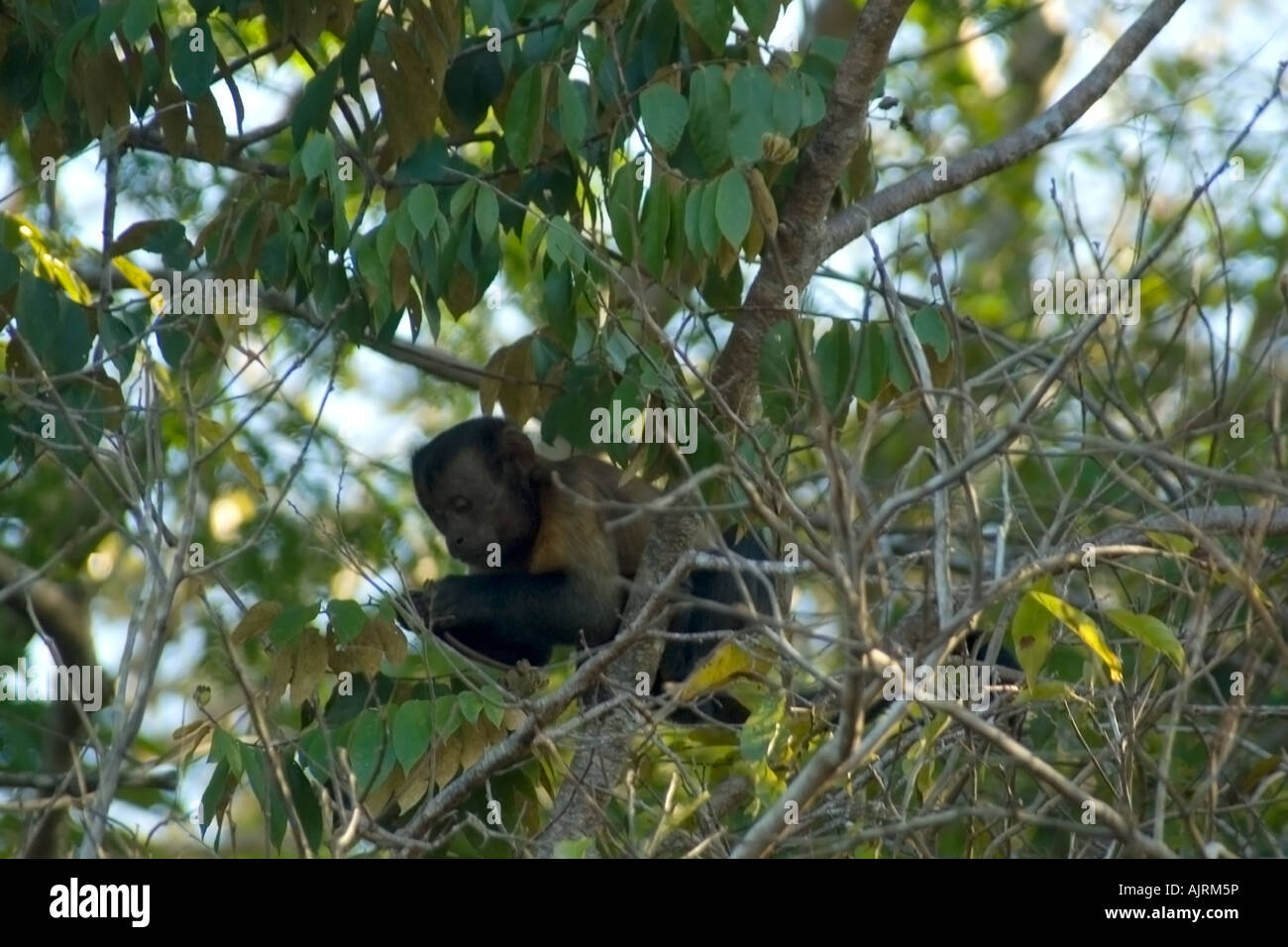 Red howler monkey Alouatta seniculus Mamiraua sustainable development ...