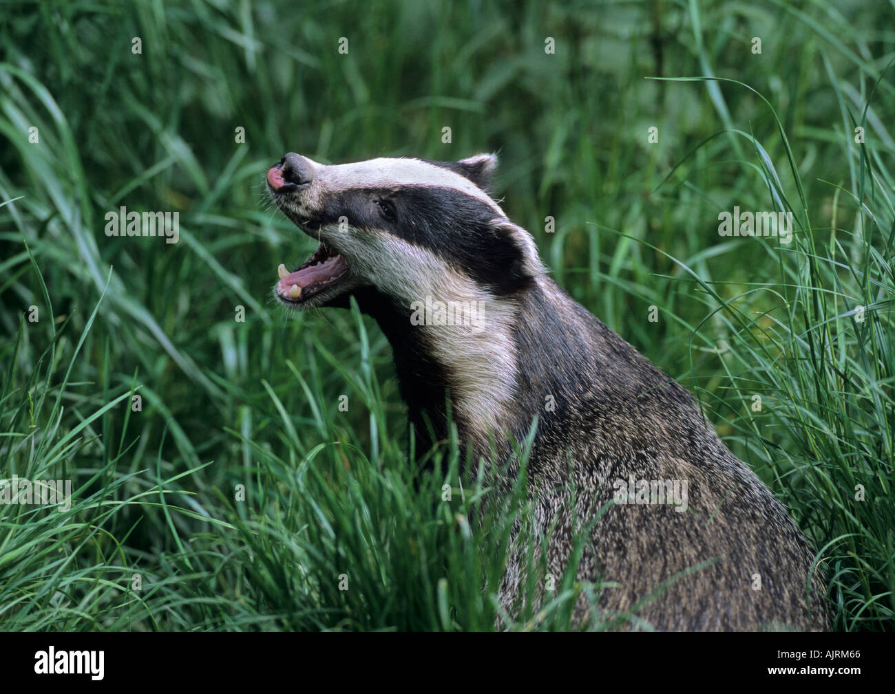 Eurasian badger (Meles meles). Captive at Wildwood Trust, Kent, UK ...