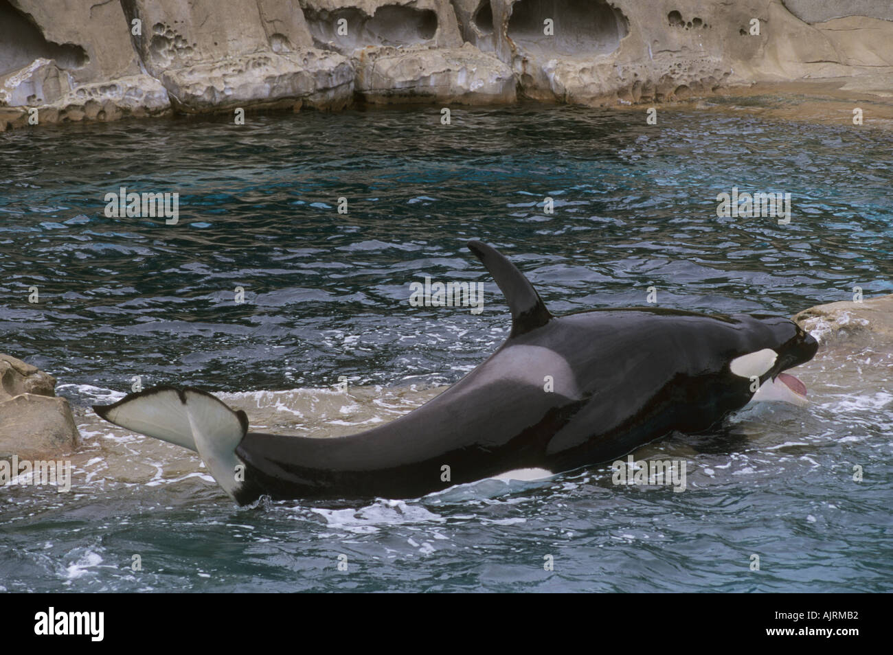 Killer whale Vancouver Aquarium BC Canada Vancouver Stock Photo - Alamy