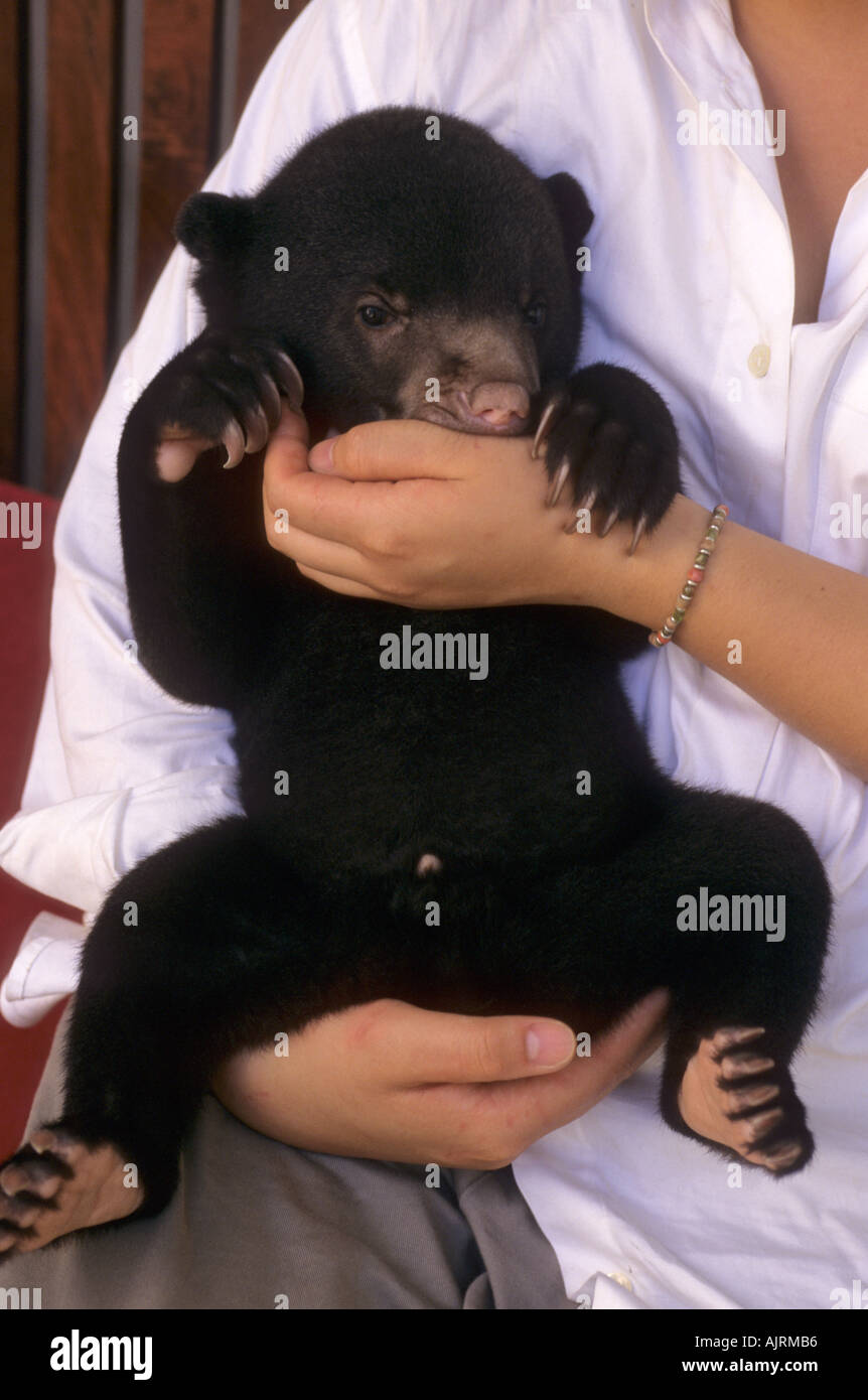 Hand raised sun bear (Helarctos malayanus) cub rescued from wildlife ...
