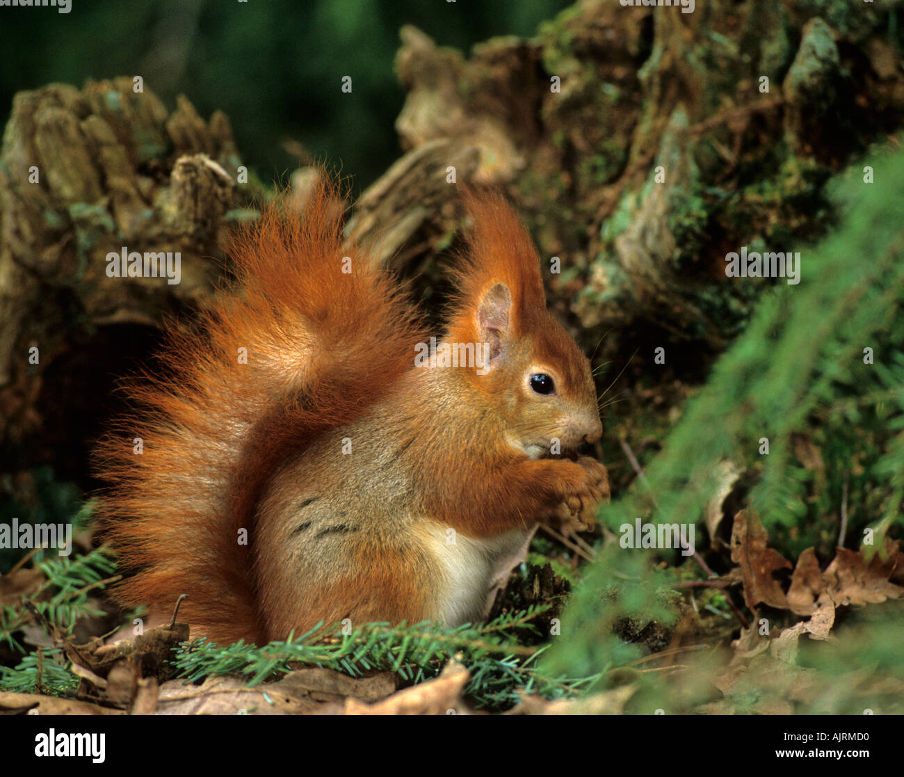 European red squirrel (Sciurus vulgaris) Northern Europe. Captive ...