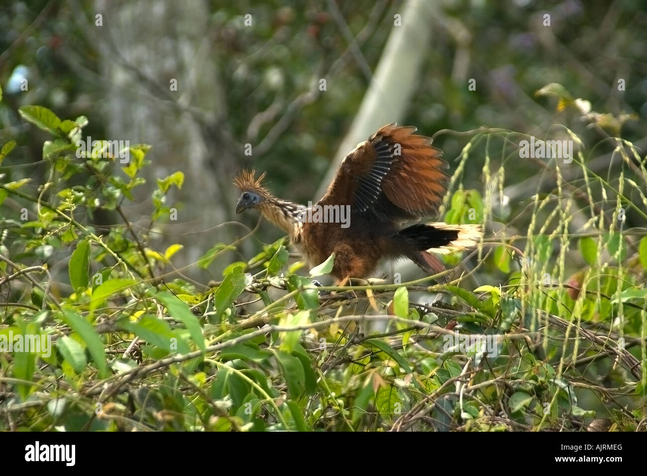 Hoatzin bird Opisthocomus hoazin Mamiraua sustainable development ...