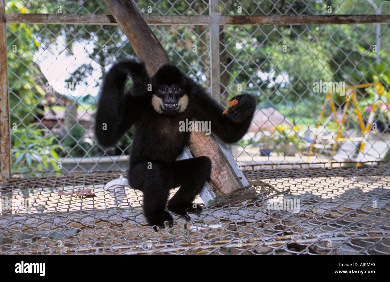 Yellow cheeked gibbon Nomascus gabriellae S Laos S Vietnam and east ...
