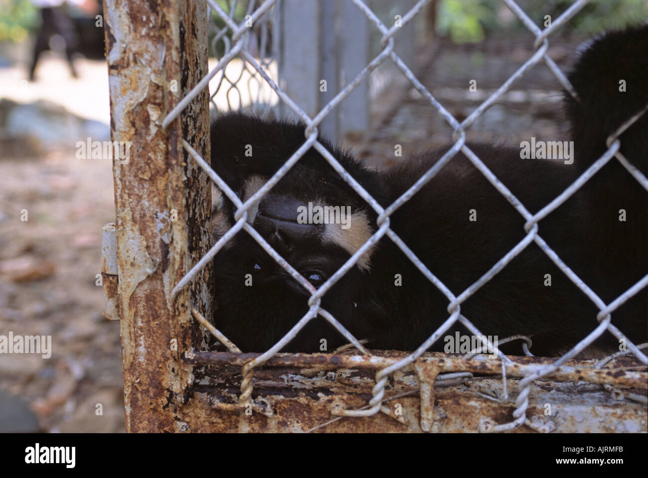 Zoo neglect hi-res stock photography and images - Alamy